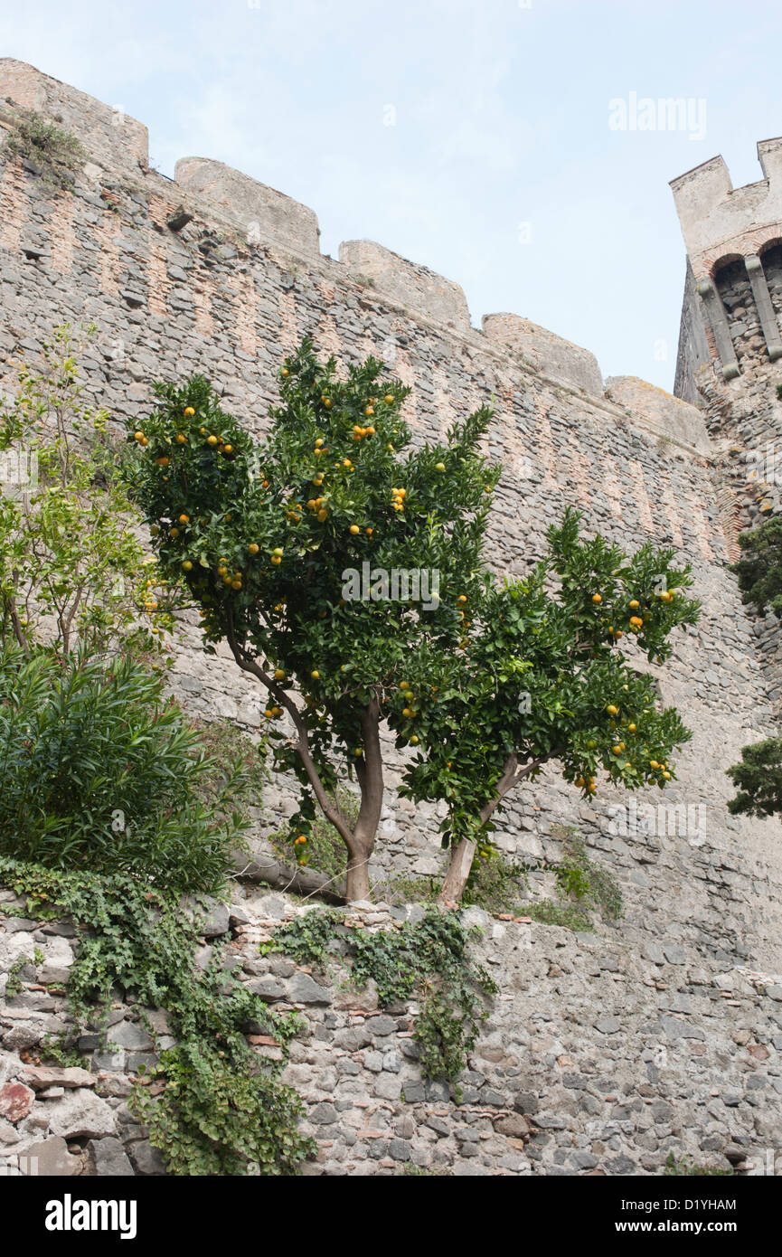 Lemon trees growing on the ramparts of Castello Orsini-Odelscalchi ...