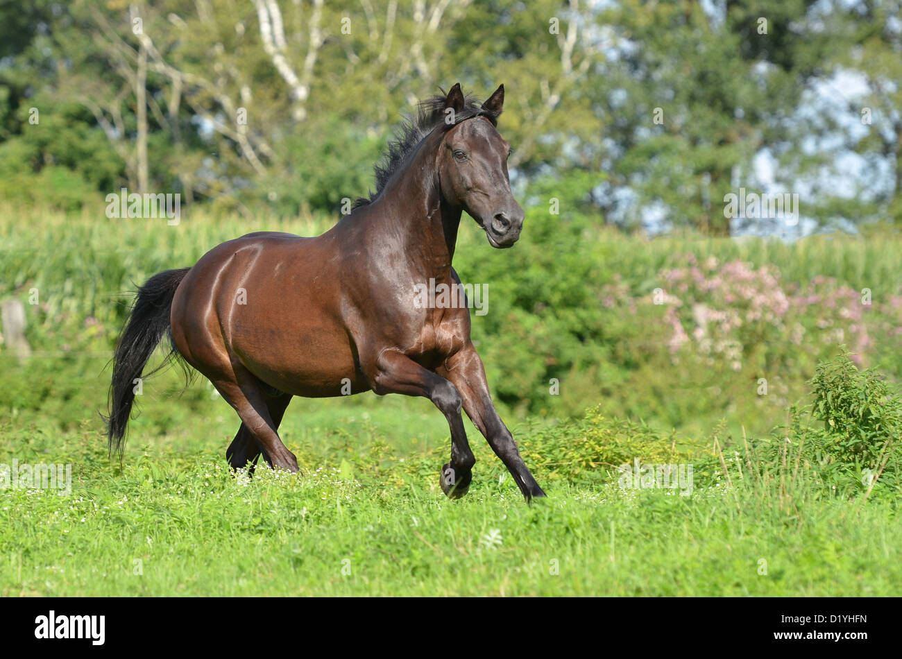 German Riding Pony. Bay horse in a gallop on a meadow Stock Photo - Alamy