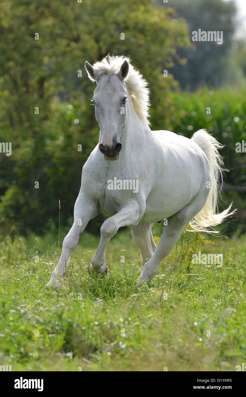 German Riding Pony in a gallop on a meadow Stock Photo - Alamy