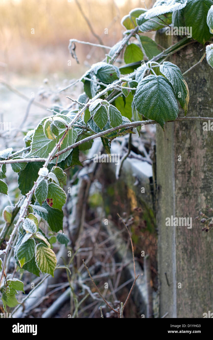 Fivepits hi-res stock photography and images - Alamy