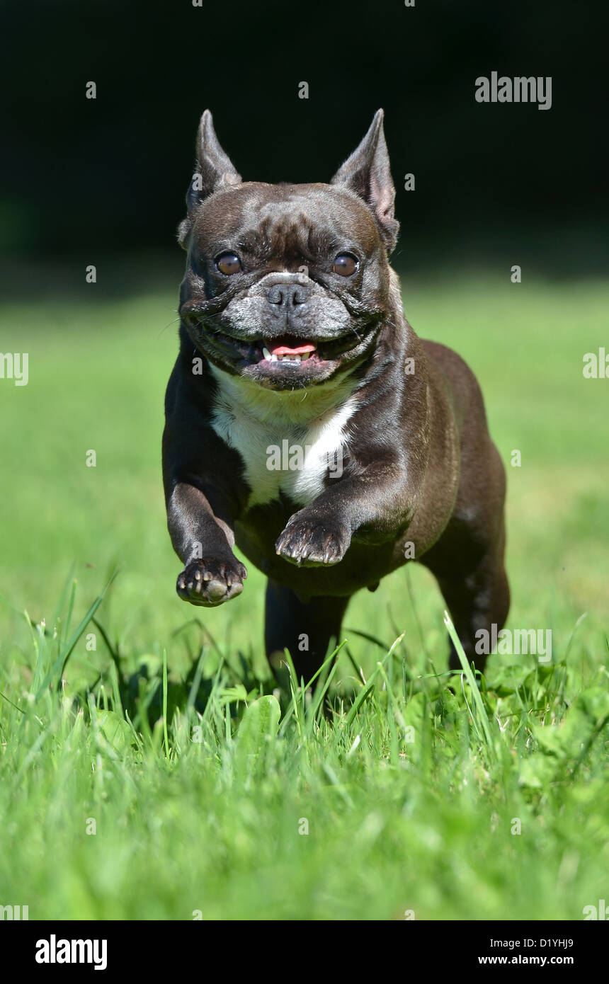 French Bulldog running on a lawn Stock Photo - Alamy