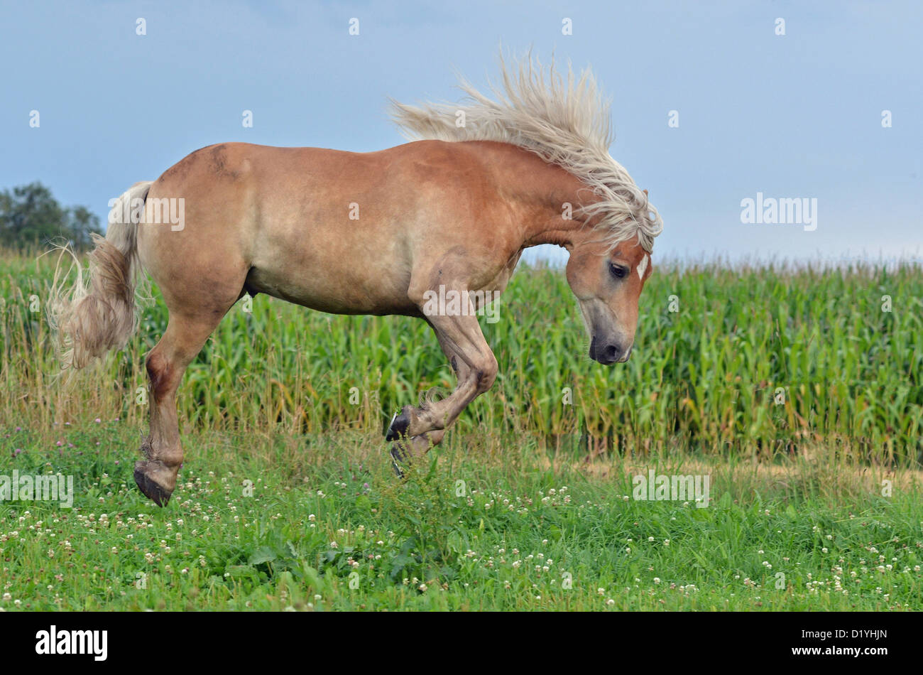 Jumping haflinger horse hi-res stock photography and images - Alamy