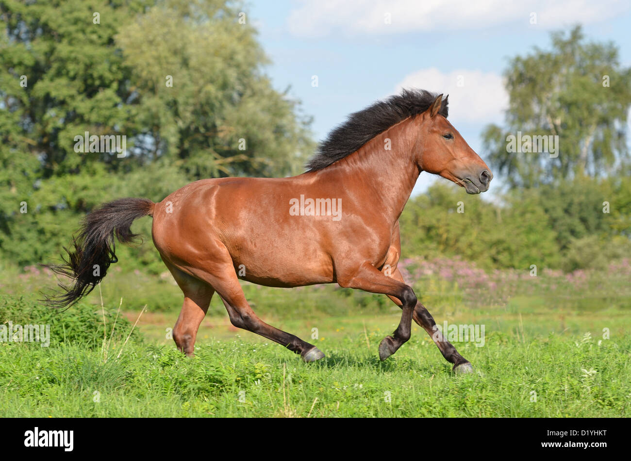 Hucul Pony, Carpathian Pony. Bay horse in a gallop on a meadow Stock ...