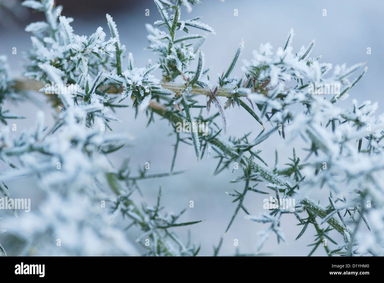 Gorse bush tree hi-res stock photography and images - Alamy