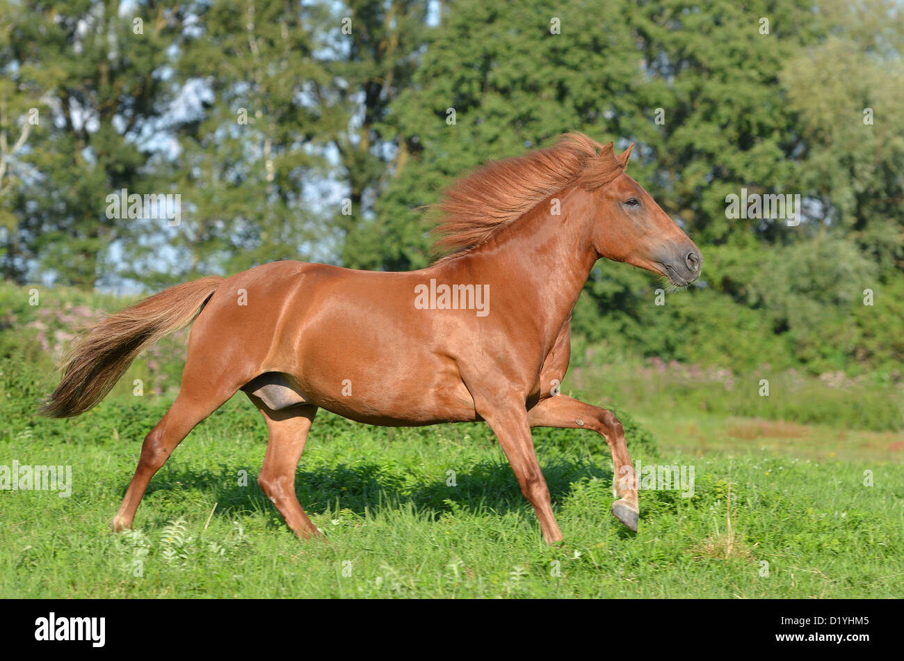 Hucul Pony, Carpathian Pony. Chestnut horse in a gallop on a meadow ...