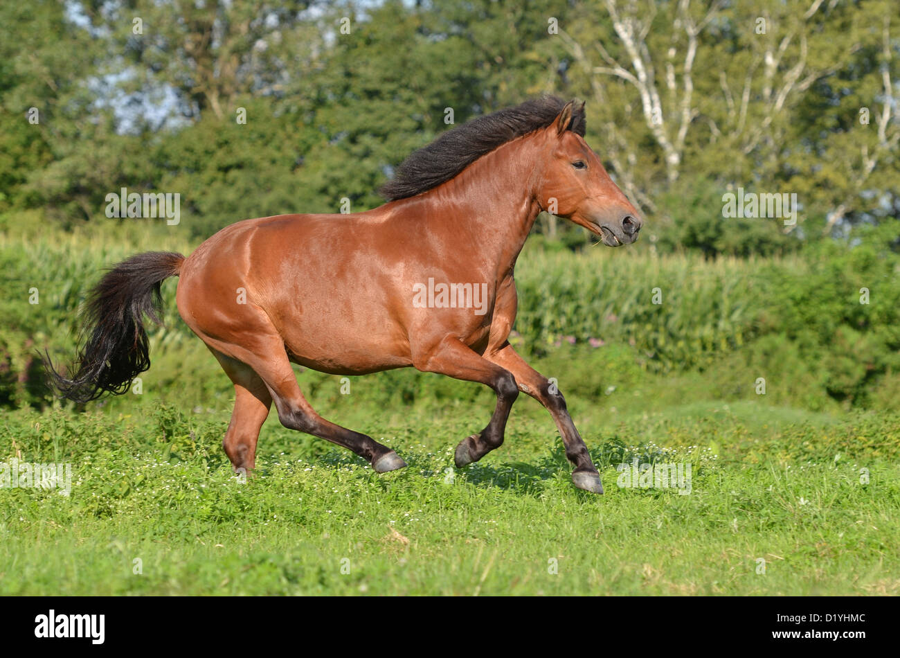 Carpathian pony bay horse in a gallop hi-res stock photography and ...