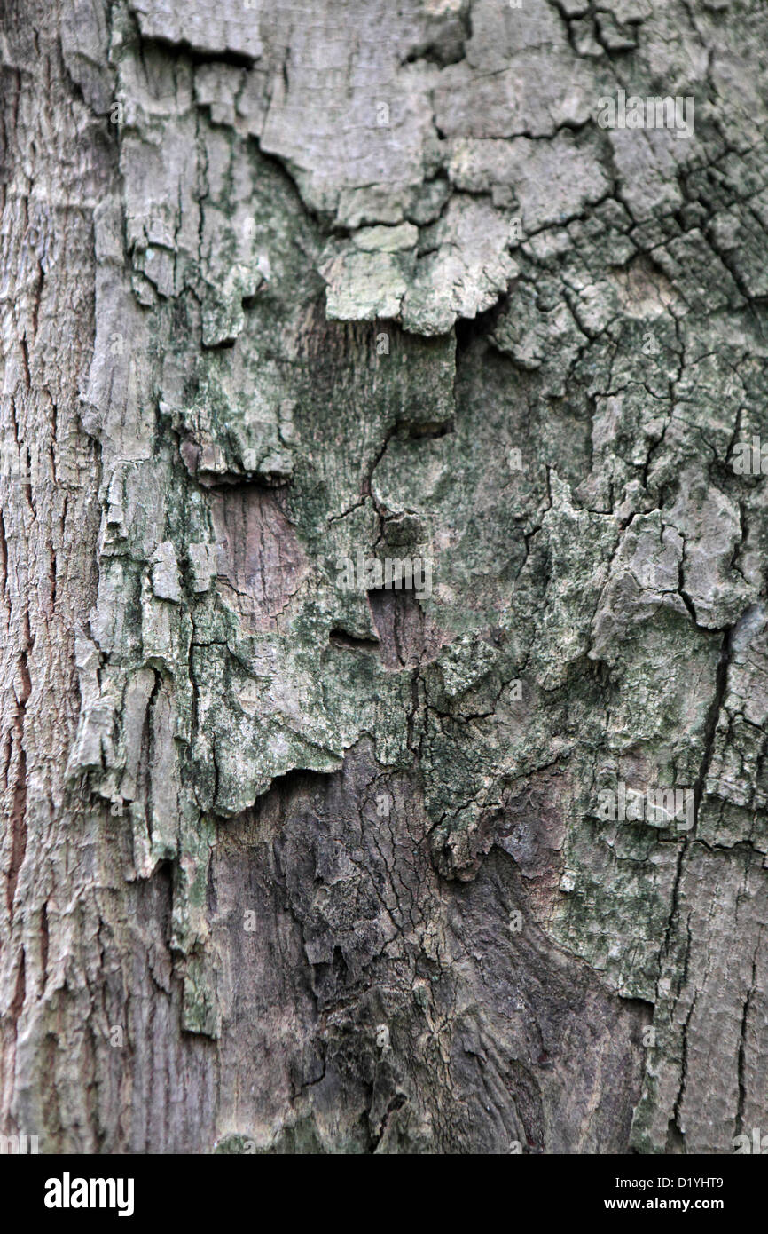 Close-up of tree bark texture, suitable for background natural form ...