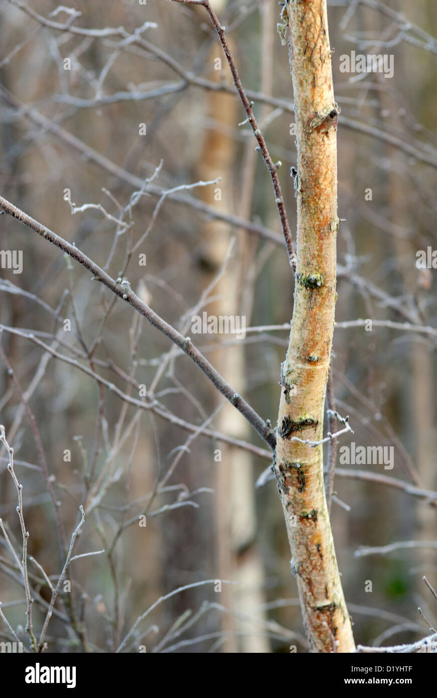 Silver gray trunk hi-res stock photography and images - Alamy