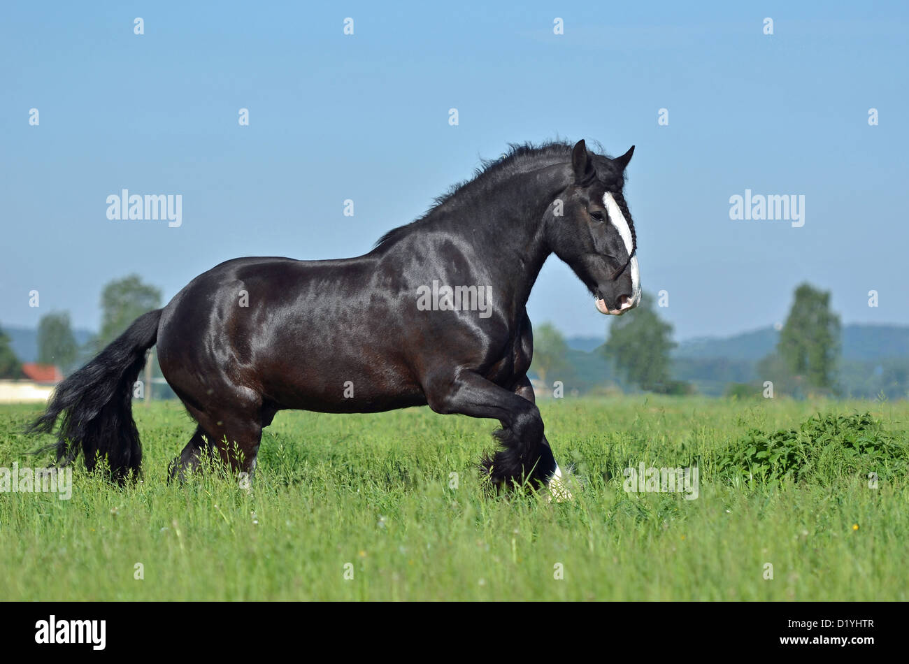 Shire Horse. Pinto horse in a gallop on a meadow Stock Photo - Alamy