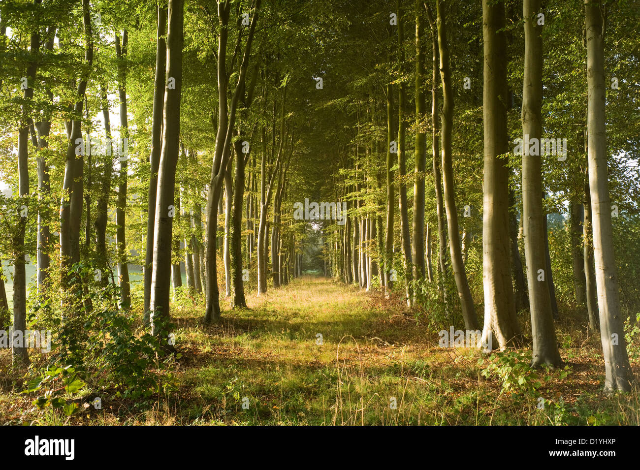 path through oak trees, Normandy, France Stock Photo - Alamy