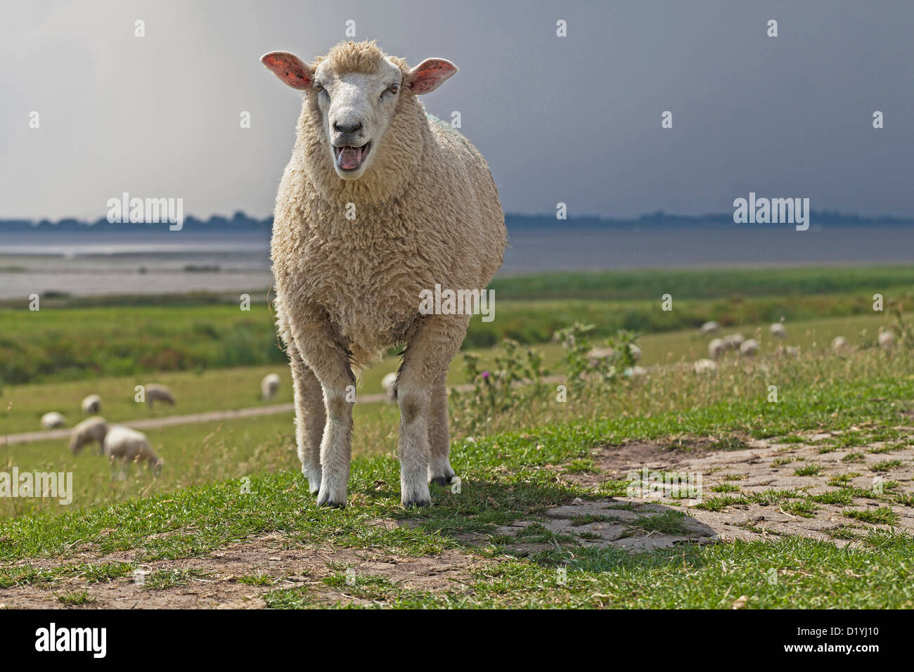 Bleating domestic sheep hi-res stock photography and images - Alamy
