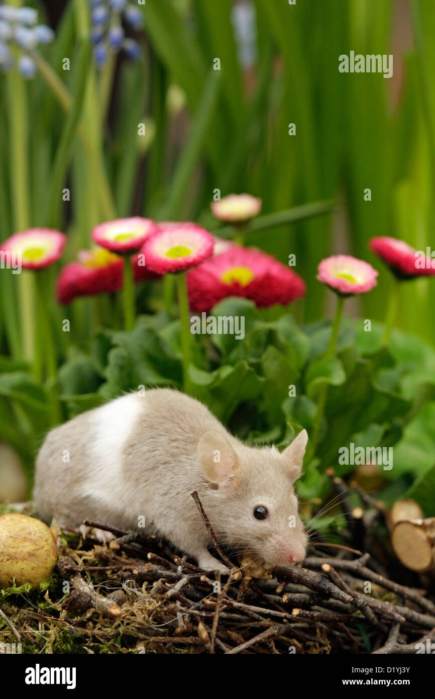 Fancy Mouse (Mus musculus) in a garden, with flowering ornamental ...