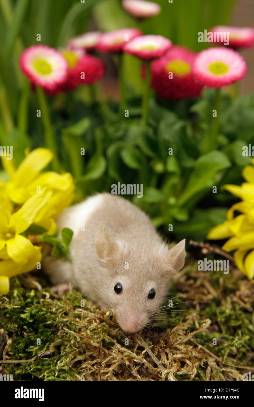 Fancy Mouse (Mus musculus) in a garden, with flowering ornamental ...