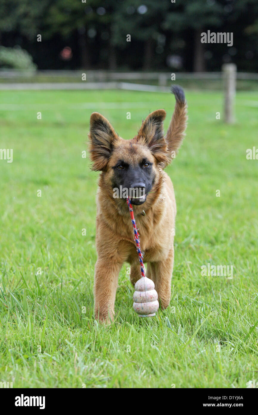 Dog Harzer Fuchs High Resolution Stock Photography and Images - Alamy