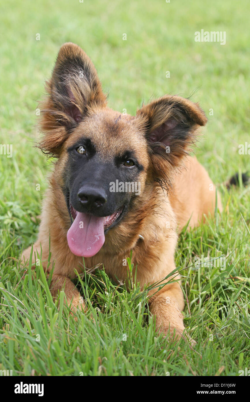 Harzer Fuchs. Juvenile dog lying on a meadow Stock Photo - Alamy