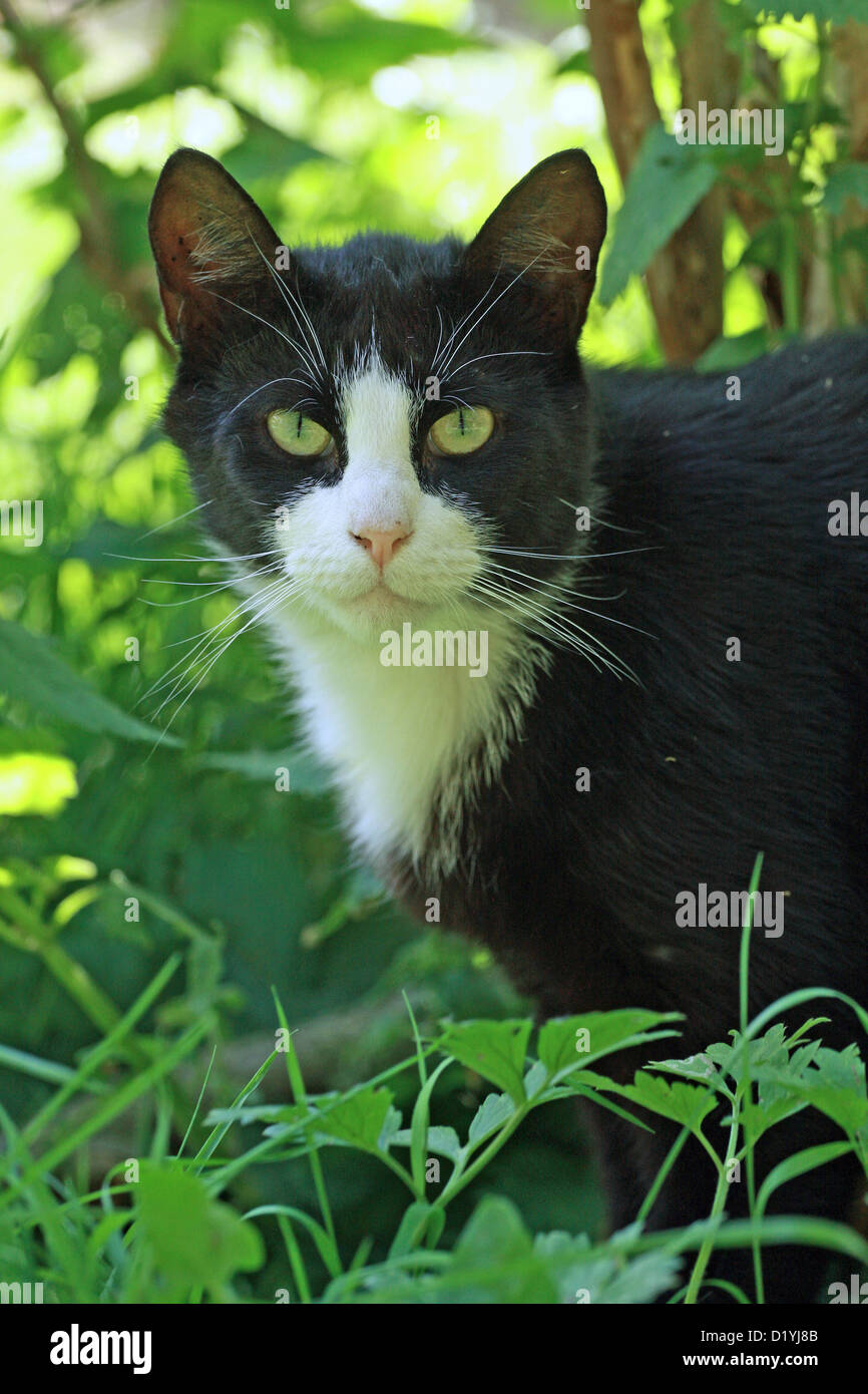 Domestic cat. Black-and-white cat under a bush Stock Photo - Alamy
