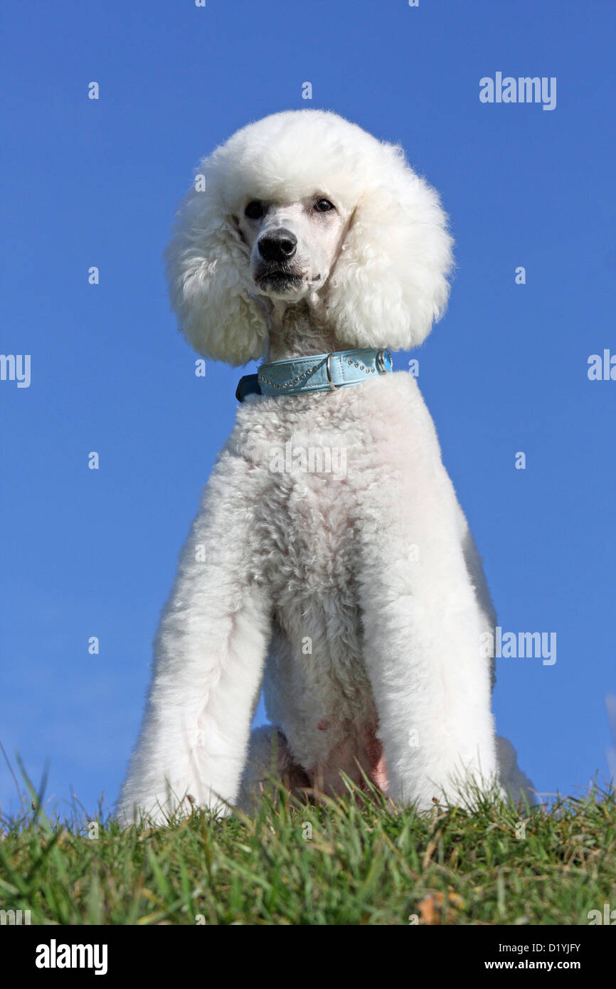 Domestic Dog, Pudel (Canis lupus familiaris). White adult sitting on a ...