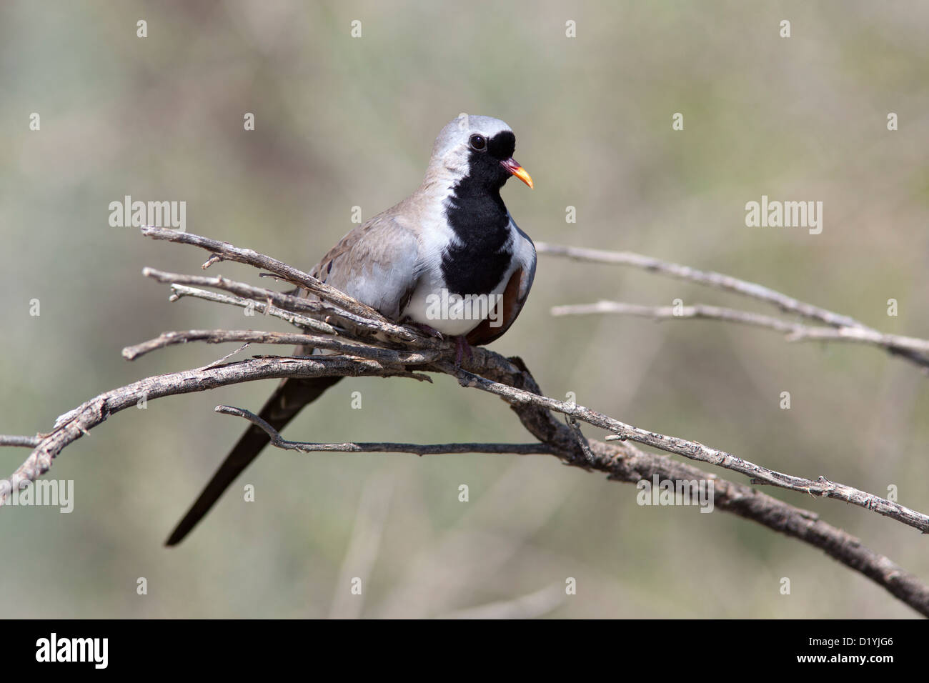 Namaqua dove, Oena capensis, Kgalagadi Transfrontier Park, Northern ...
