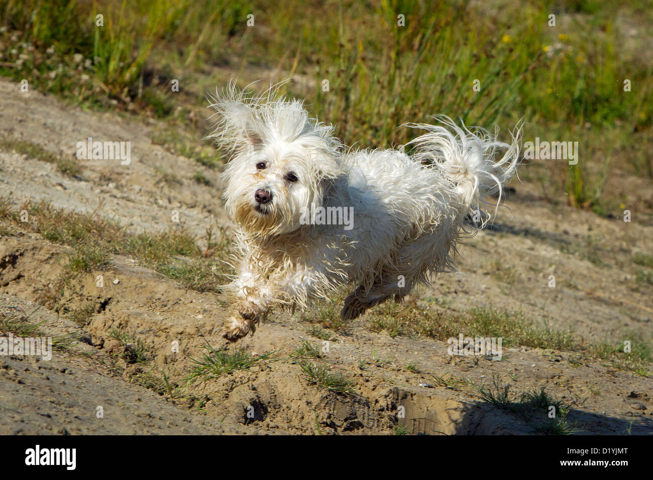 Mixed-breed dog (Maltese-Bolonka) running on sand Stock Photo - Alamy