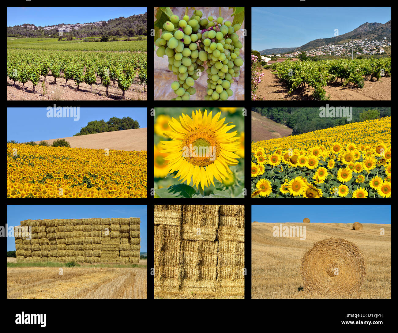 Nine mosaic photos of farming : vine, sunflower and wheat Stock Photo ...