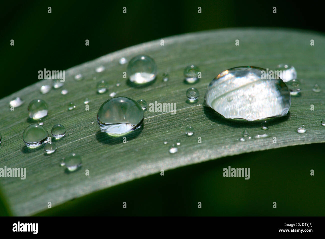 Waterdrops on a Water Lily leaf Stock Photo - Alamy