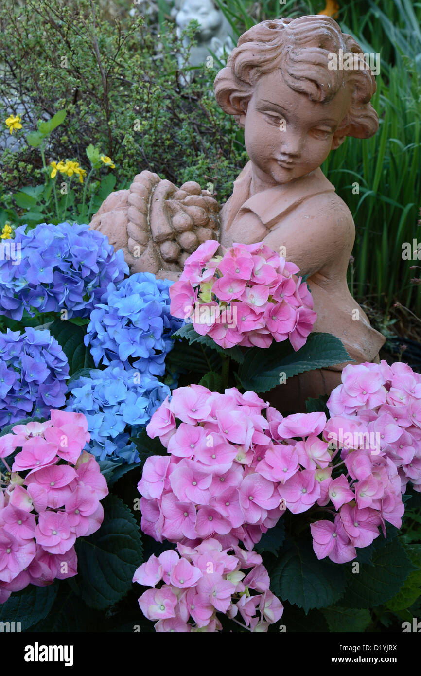 Hortensia, Common Hydrangea (Hydrangea macrophylla). Boy made from ...