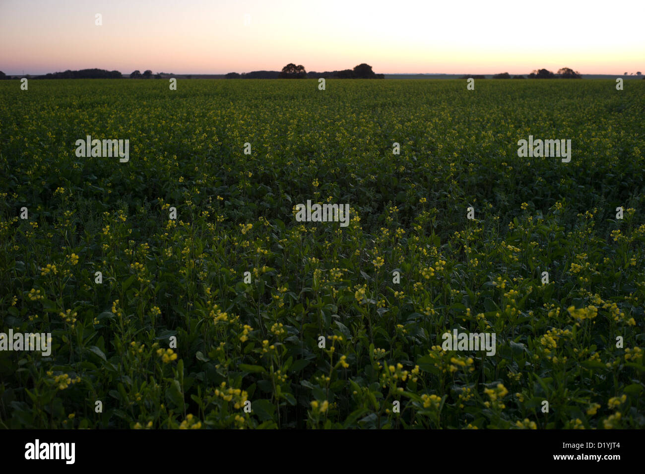 Oilseed crop view hi-res stock photography and images - Alamy