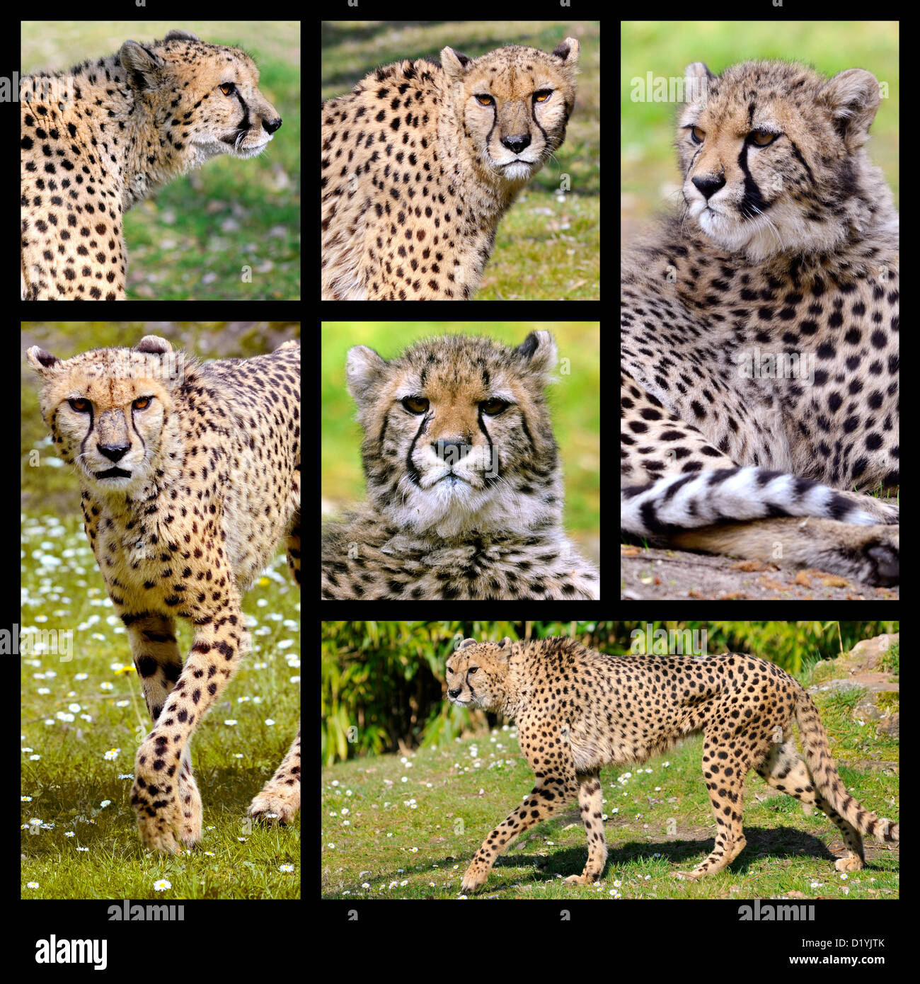 Six mosaic photos of African Cheetahs (Acinonyx jubatus Stock Photo - Alamy