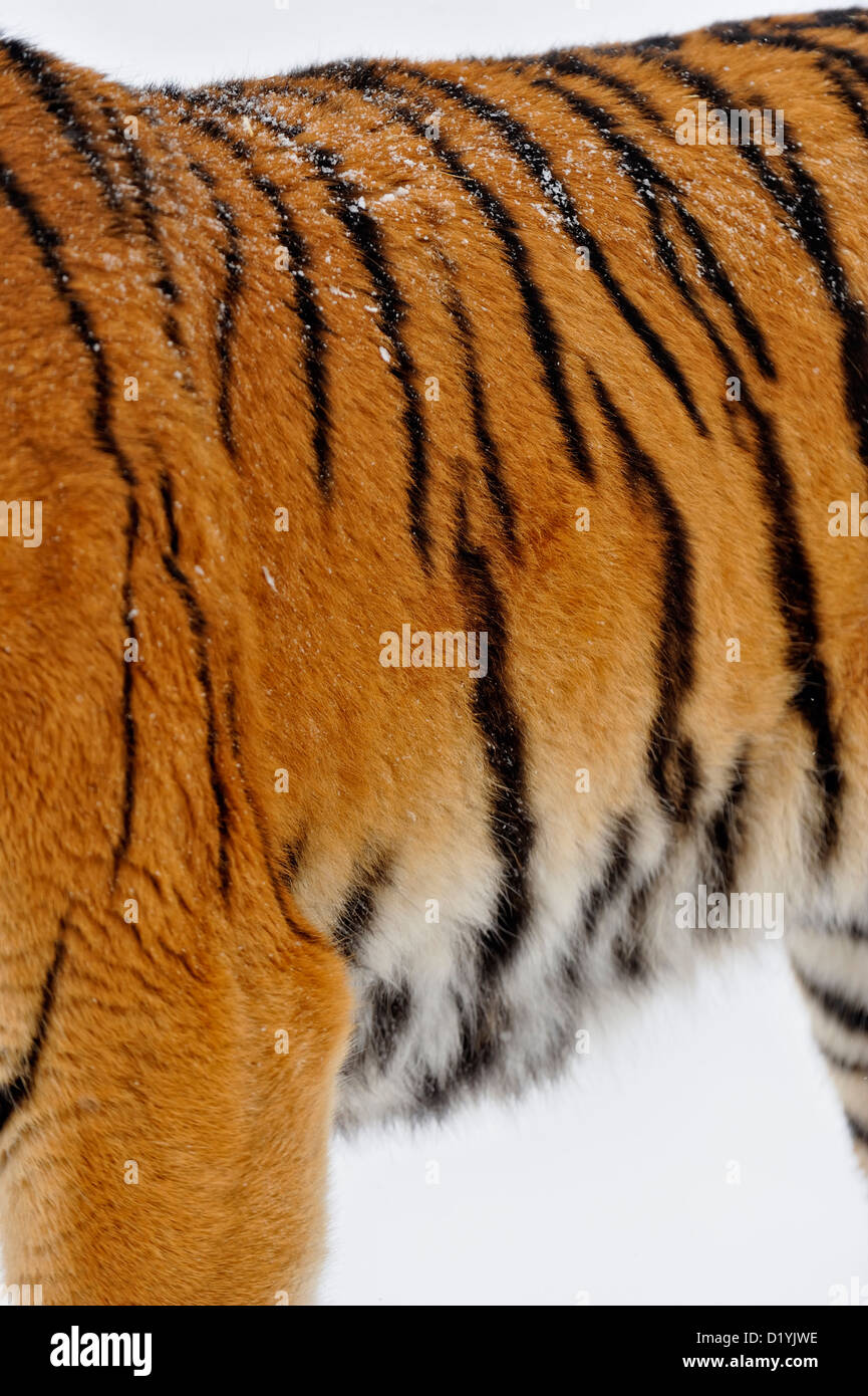 Tiger striping hi-res stock photography and images - Alamy