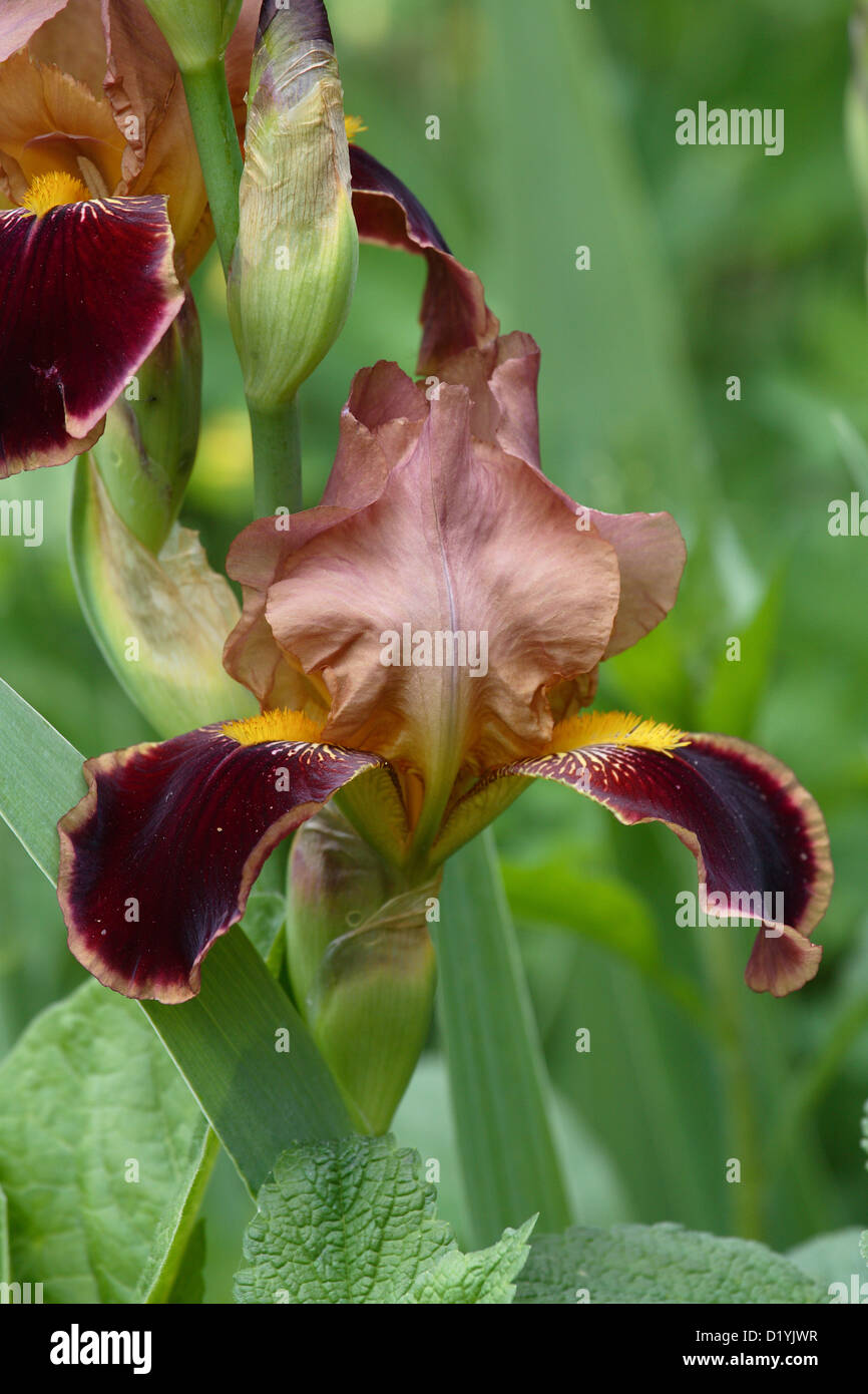 German Iris (Iris x germanica), flower Stock Photo - Alamy
