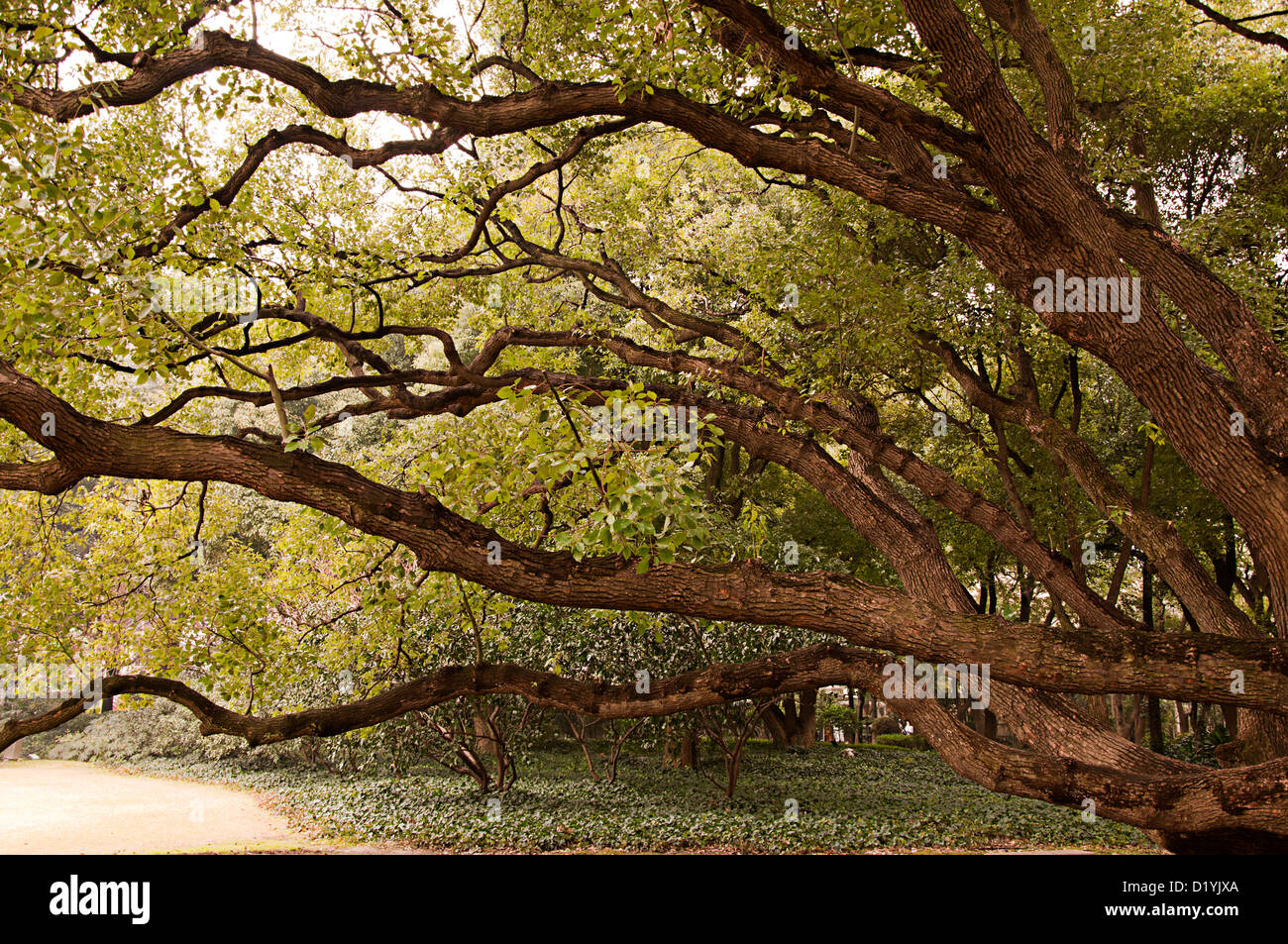 shanghai, China,Classical Garden, Luxury House Stock Photo - Alamy