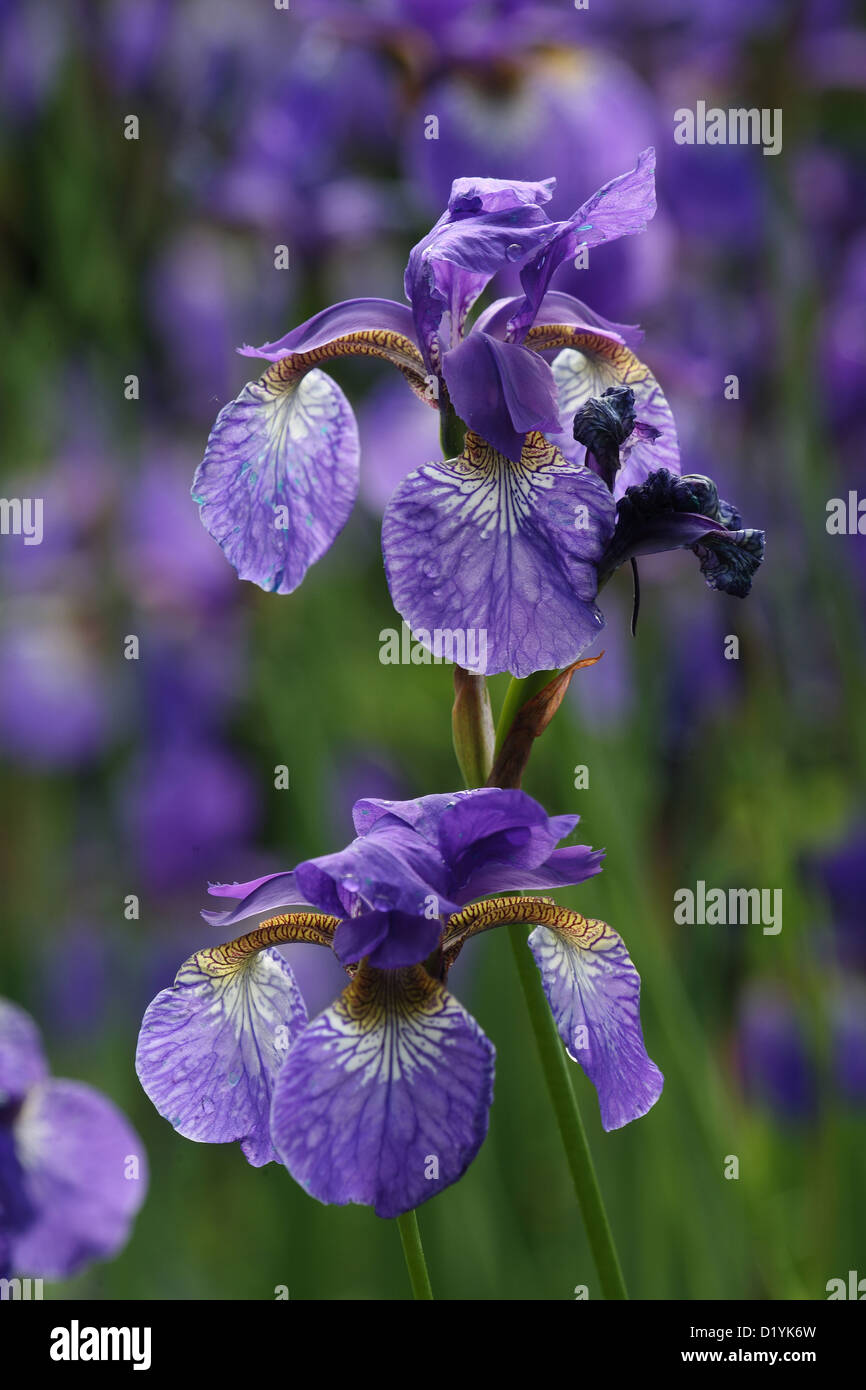 Siberian Iris (Iris sibirica), flowers Stock Photo - Alamy