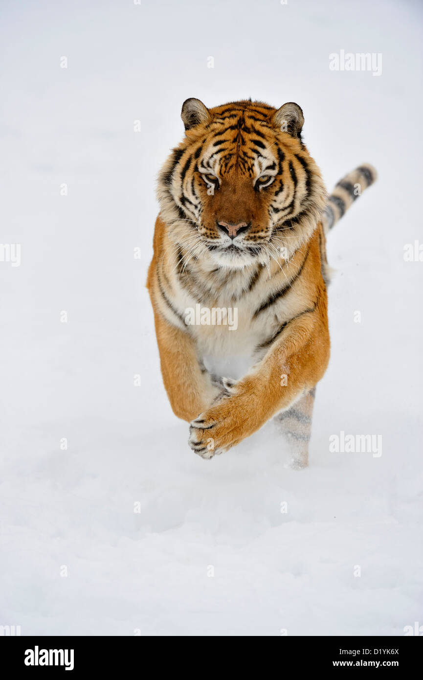 Tiger approaching wild animal hi-res stock photography and images - Alamy