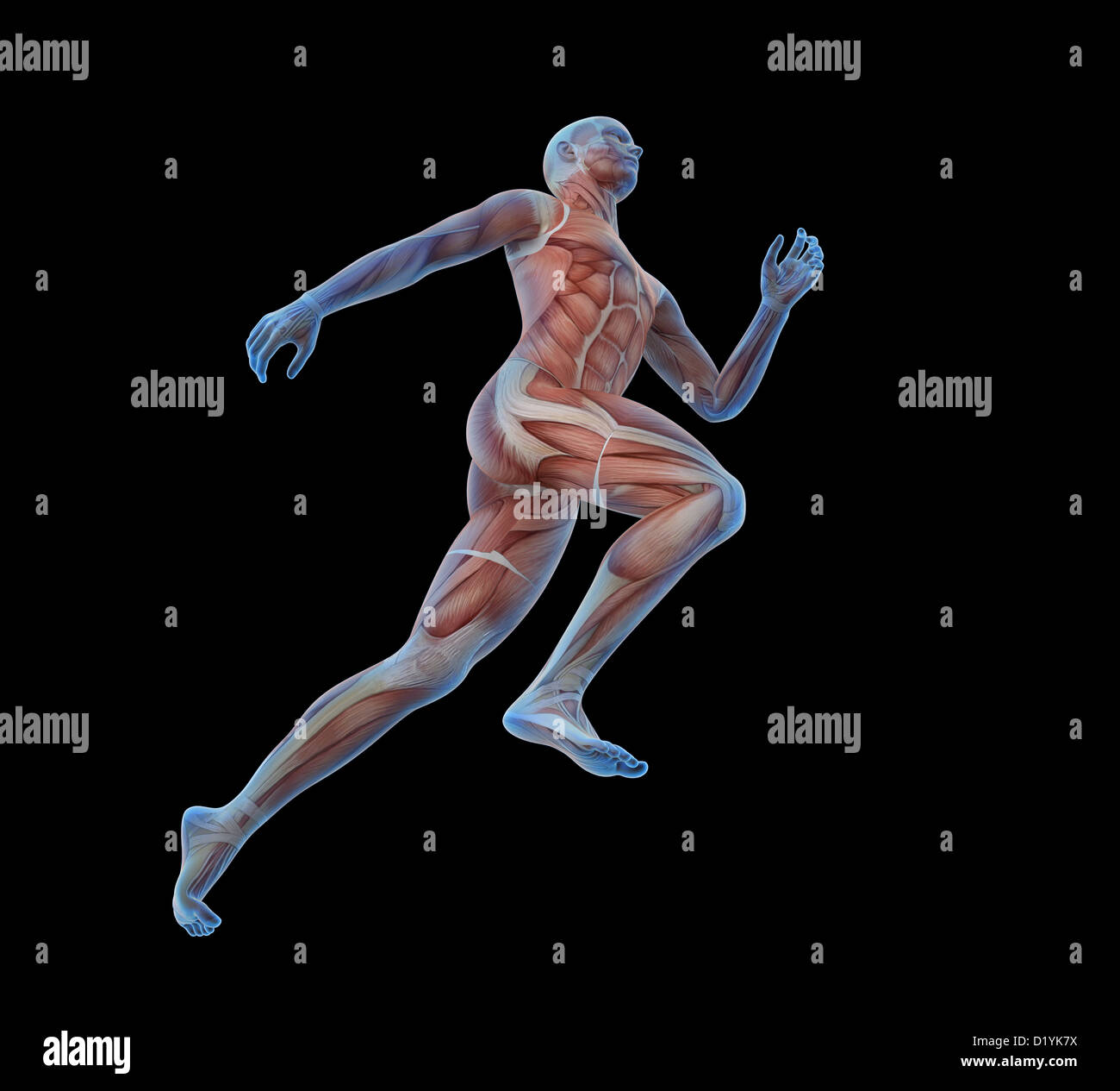 Runner Anatomy 3d Render High Resolution Stock Photography and Images ...