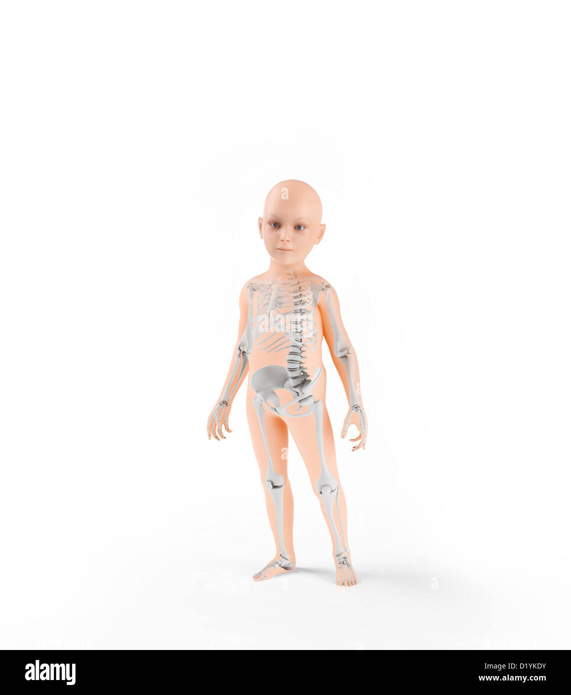 Children anatomy with visible skeleton Stock Photo - Alamy
