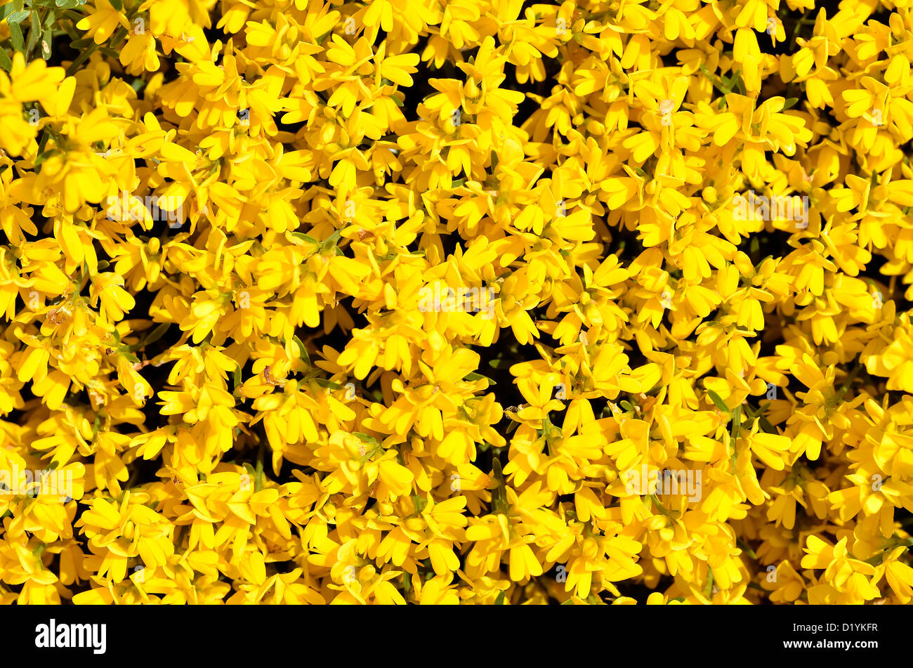 Genista plant hi-res stock photography and images - Alamy