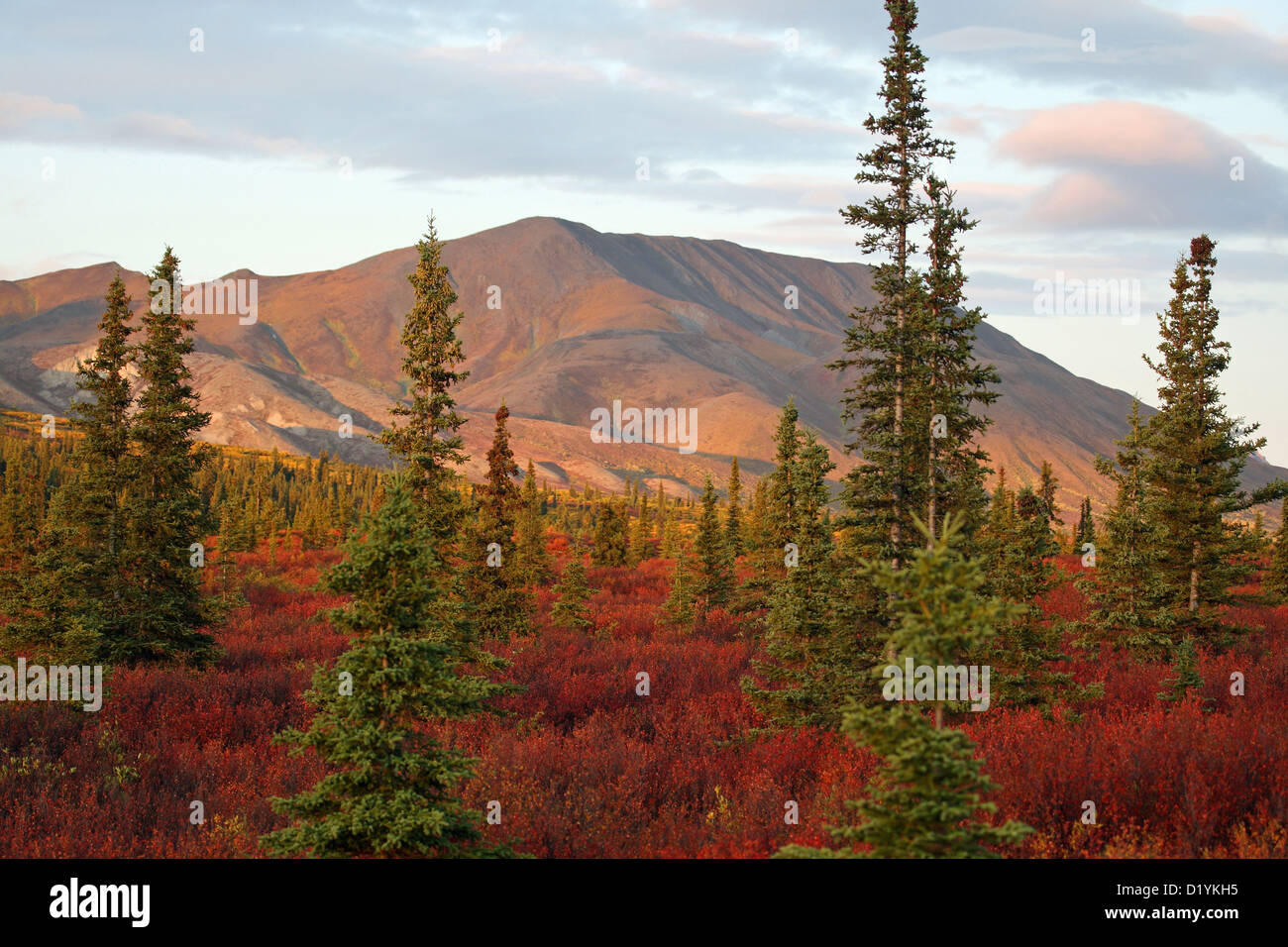 Denali nationalpark hi-res stock photography and images - Alamy