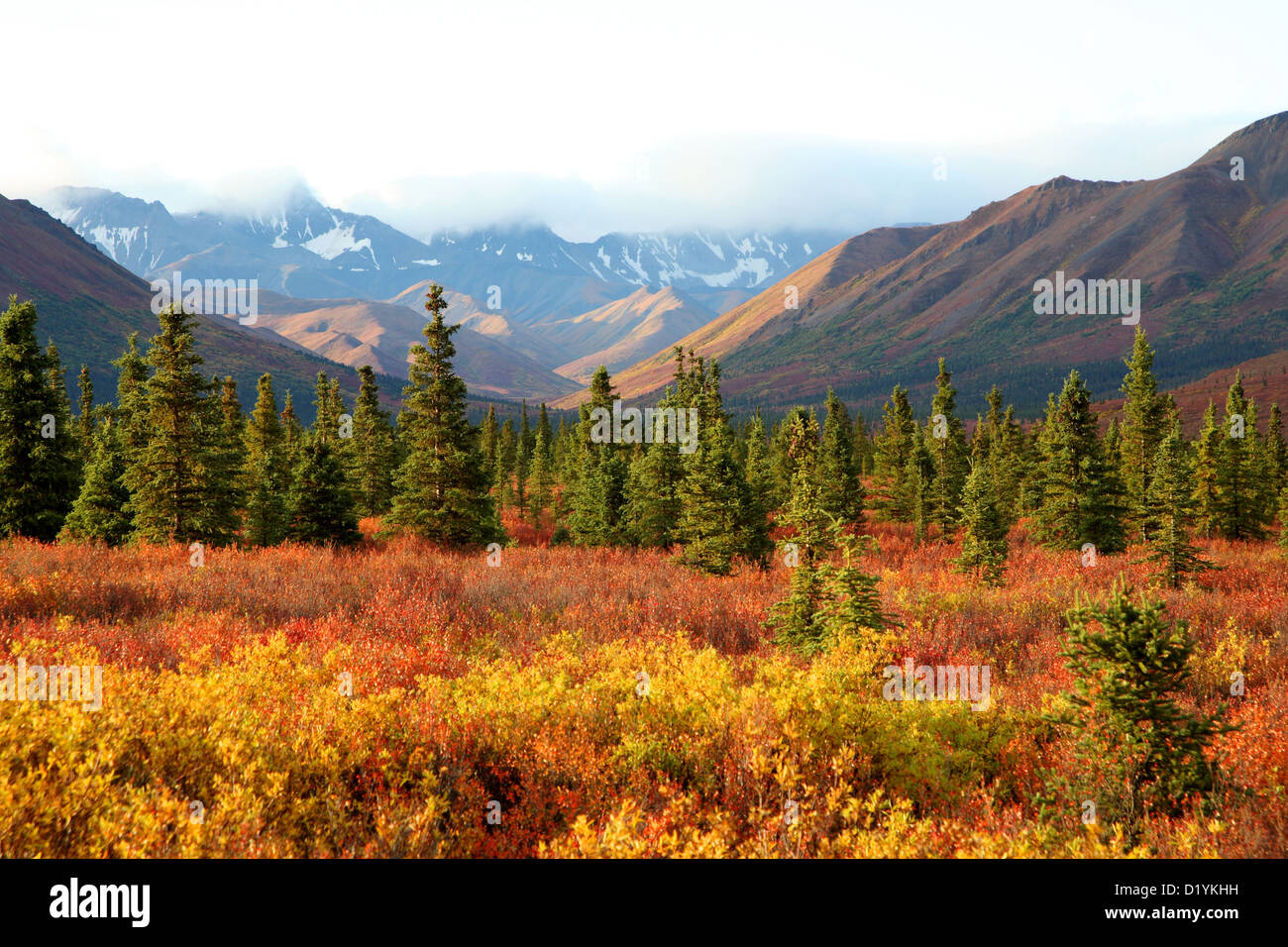 Landscape in autumn. Denali National Park, Alaska Stock Photo - Alamy