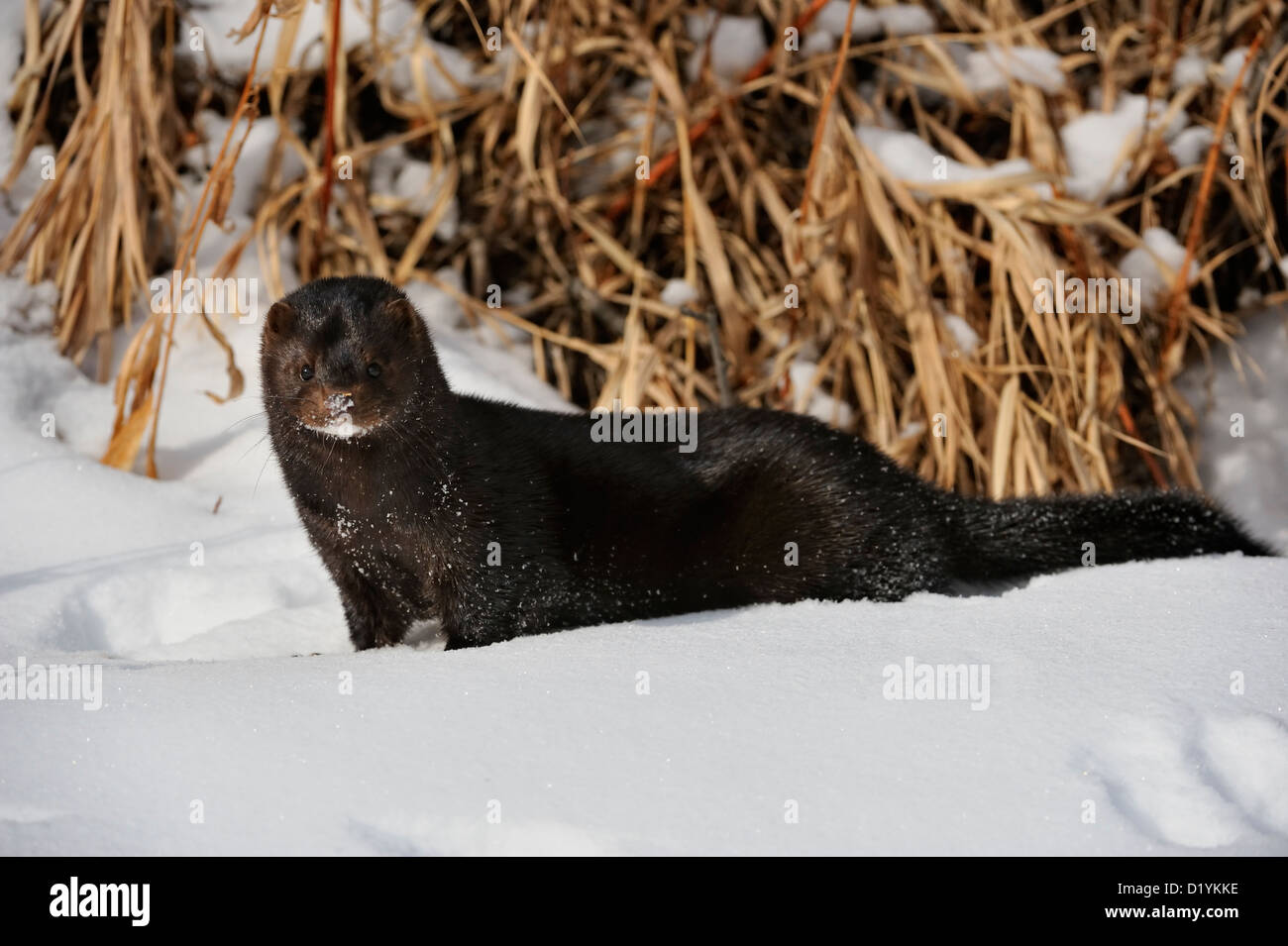 Mink images hi-res stock photography and images - Alamy