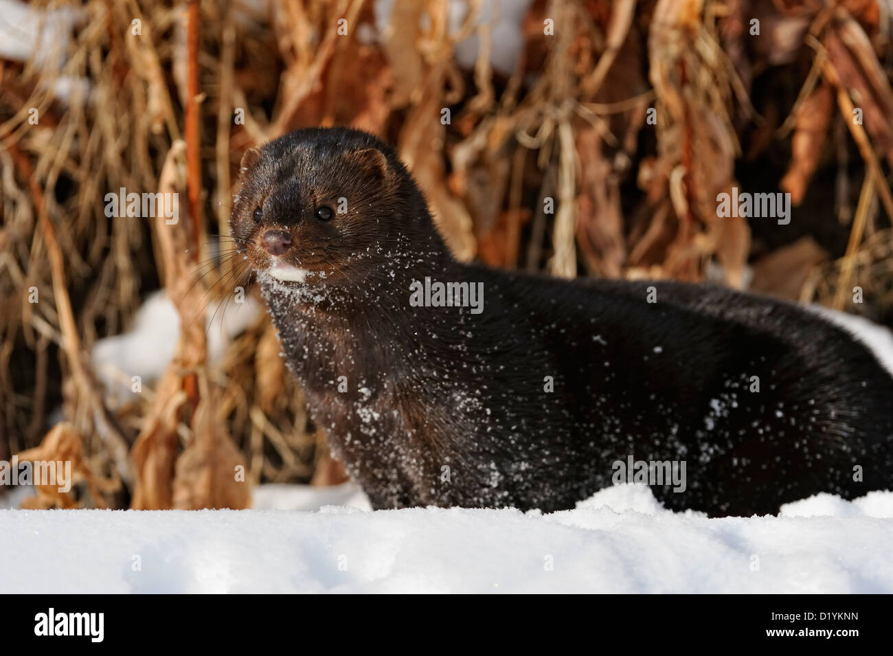 American mink (Neovison vison) Winter habitat, captive raised specimen ...