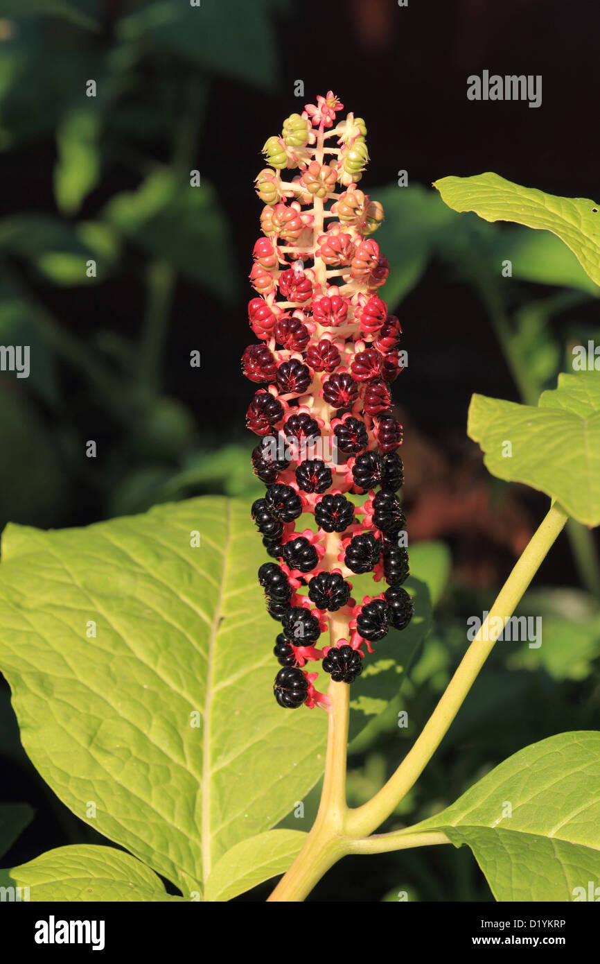 Indian Poke, Indian Pokeweed (Phytolacca acinosa), twig with fruit ...