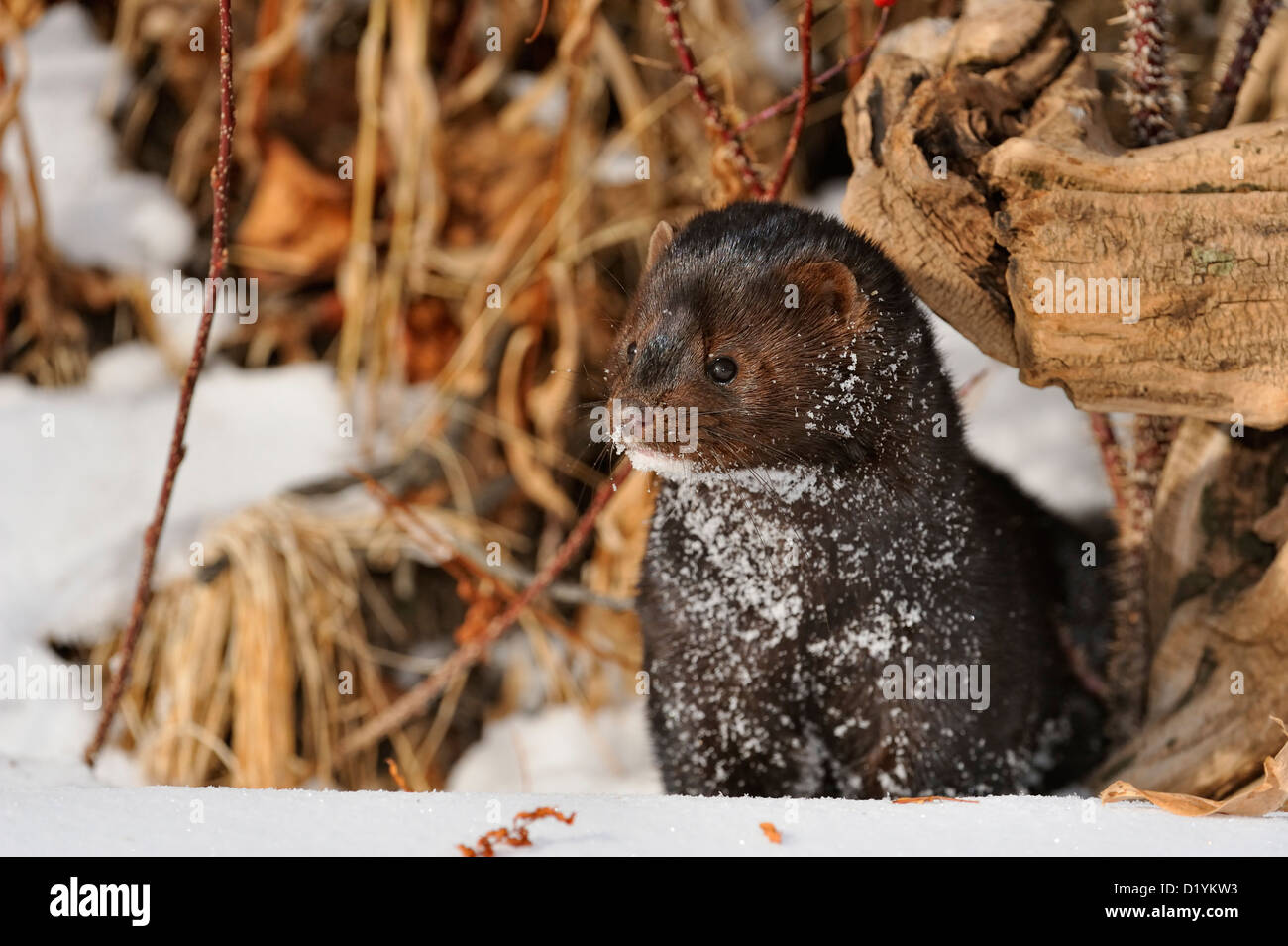 Mink images hi-res stock photography and images - Alamy