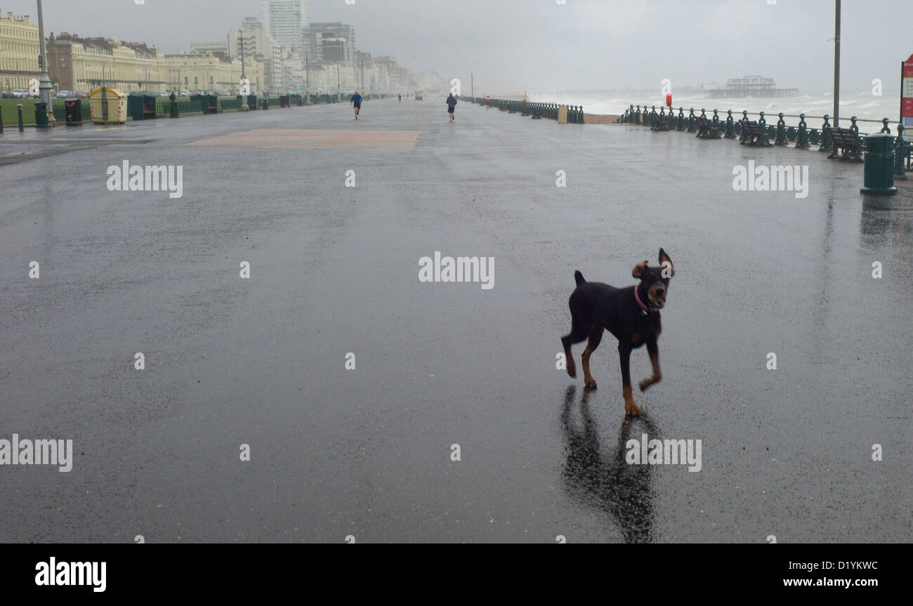 Windswept dog walking in rain, Brighton promenade Stock Photo - Alamy