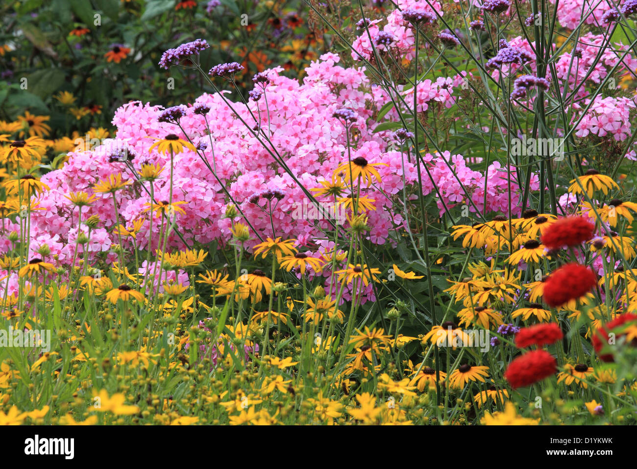 Colourful flower bed with Phlox and Brilliant Coneflower in a garden ...