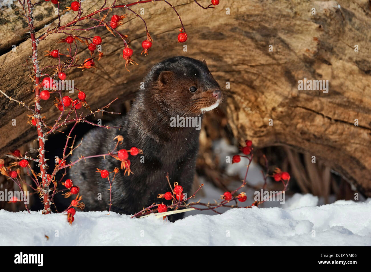 Mink images hi-res stock photography and images - Alamy