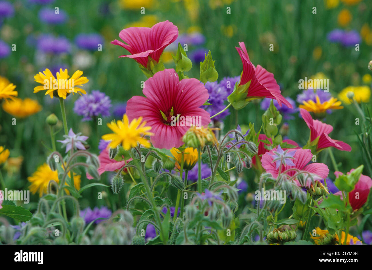 Flowering meadow with Tree Mallow, Malva in summer Stock Photo - Alamy