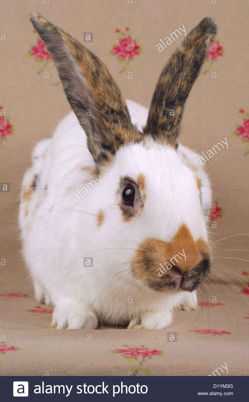 English Spot Rabbit Stock Photos & English Spot Rabbit Stock Images - Alamy