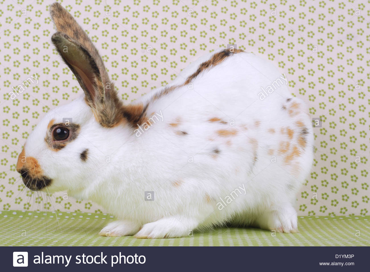 English Spot Rabbit Stock Photos & English Spot Rabbit Stock Images - Alamy
