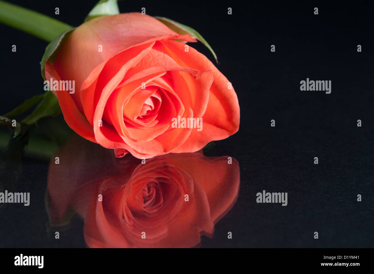 Reflection of rose hi-res stock photography and images - Alamy