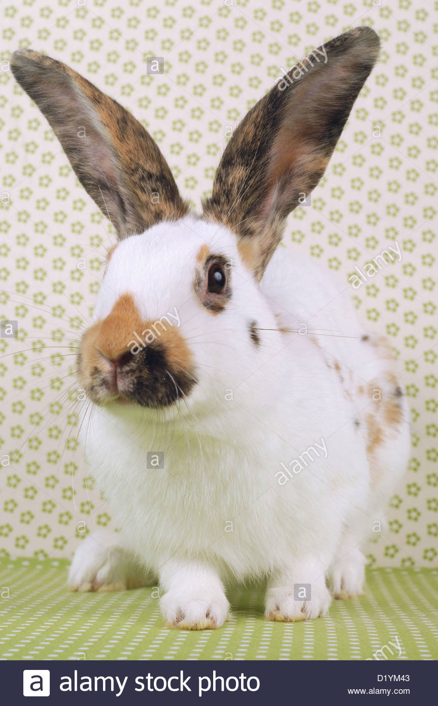 English Spot Rabbit Stock Photos & English Spot Rabbit Stock Images - Alamy